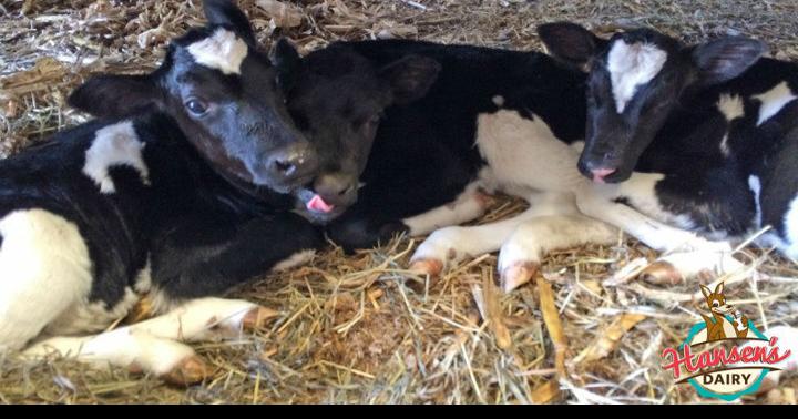 Legendairy! Triplet cows born at Iowa dairy farm | News | wxow.com