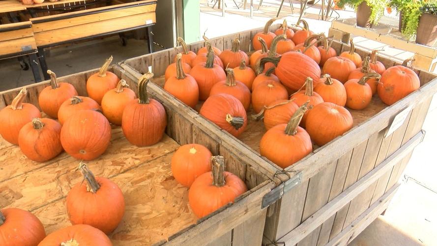 Local retailers gearing up for increased pumpkin sales | News | wxow.com