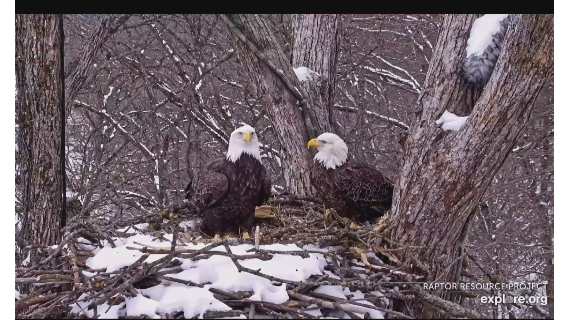 Nature's reality show: Raptor Resource Project offers a glimpse into ...