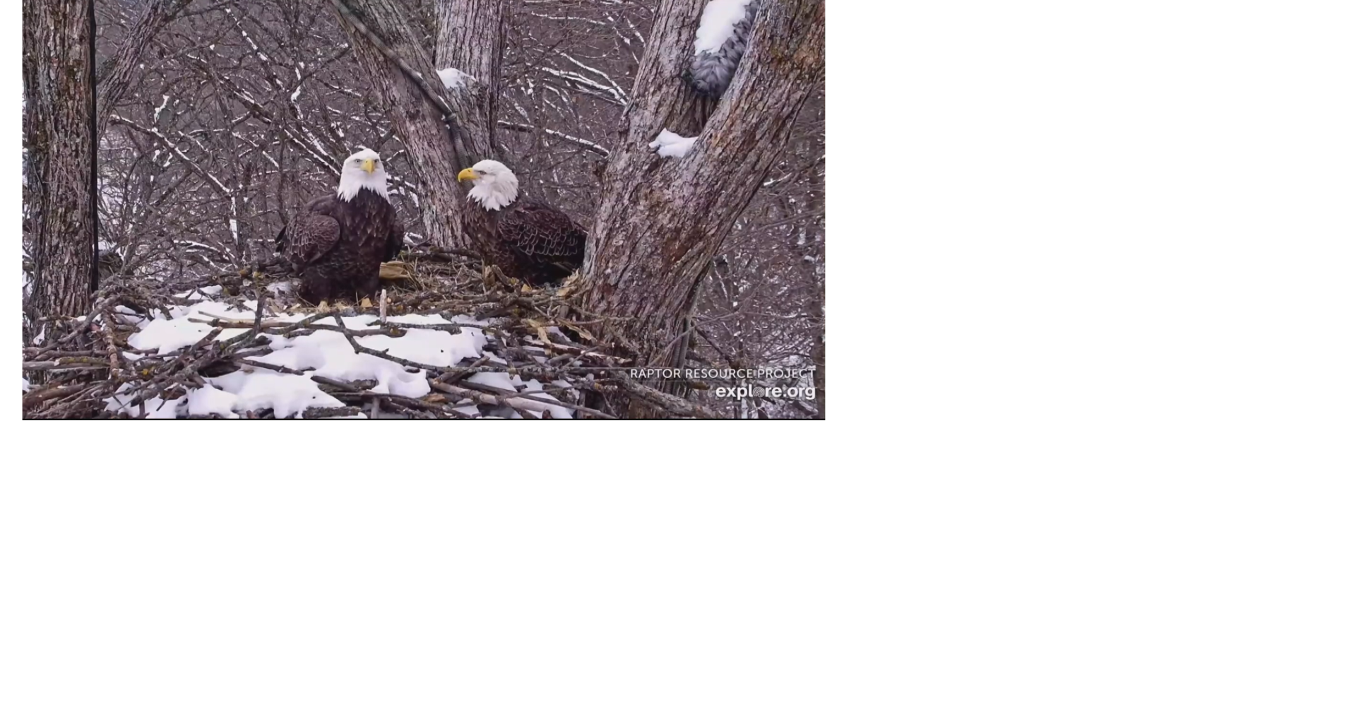 Nature's reality show: Raptor Resource Project offers a glimpse into ...