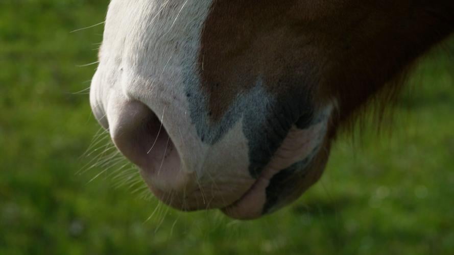 Horses really can smell our fear, new study finds | National | wxow.com