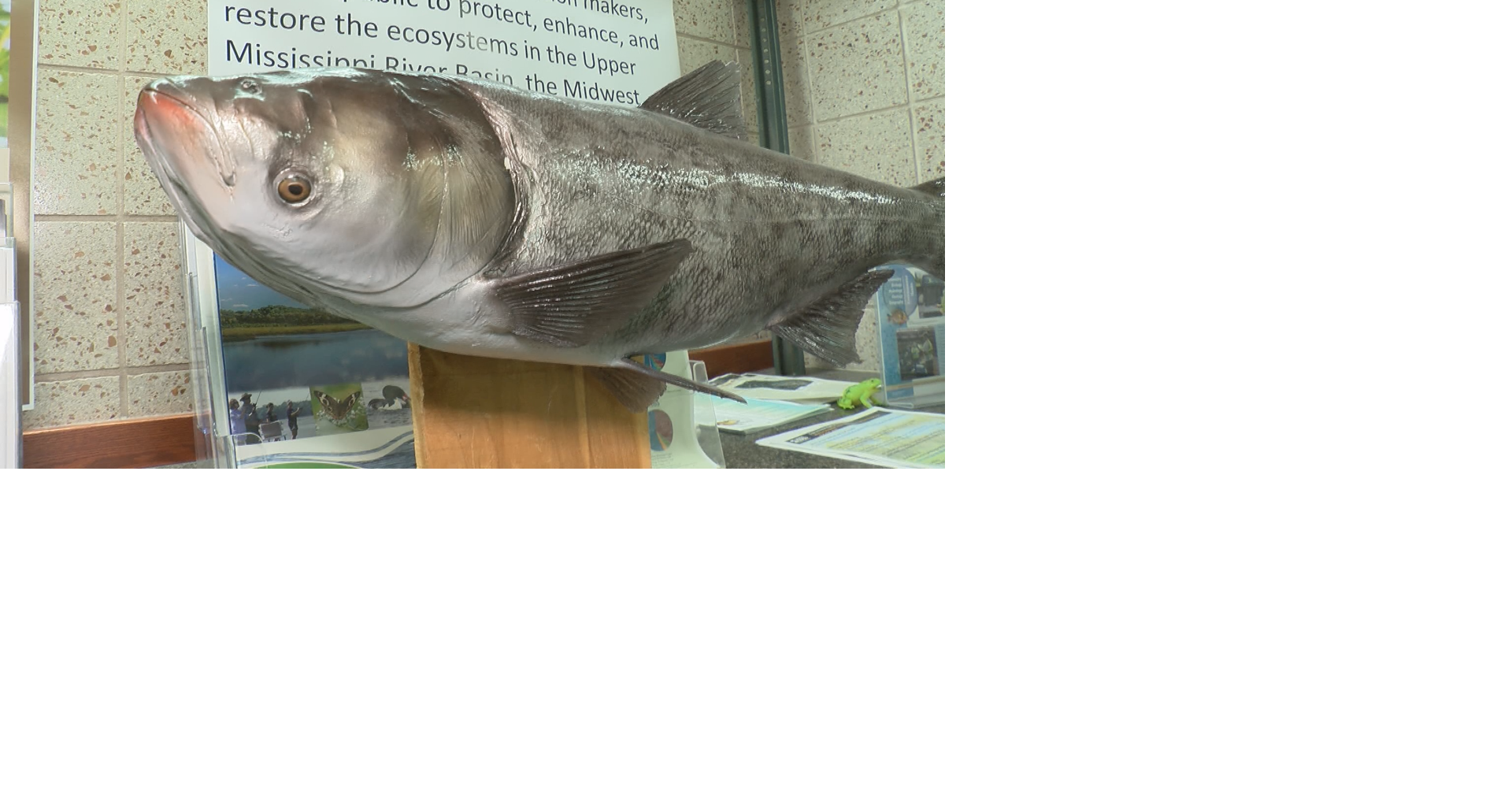 Carp deterrents look to combat invasive fish | News | wxow.com