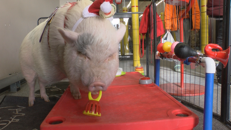 Brutus the pig lends a hoof to the Salvation Army's Red Kettle drive ...