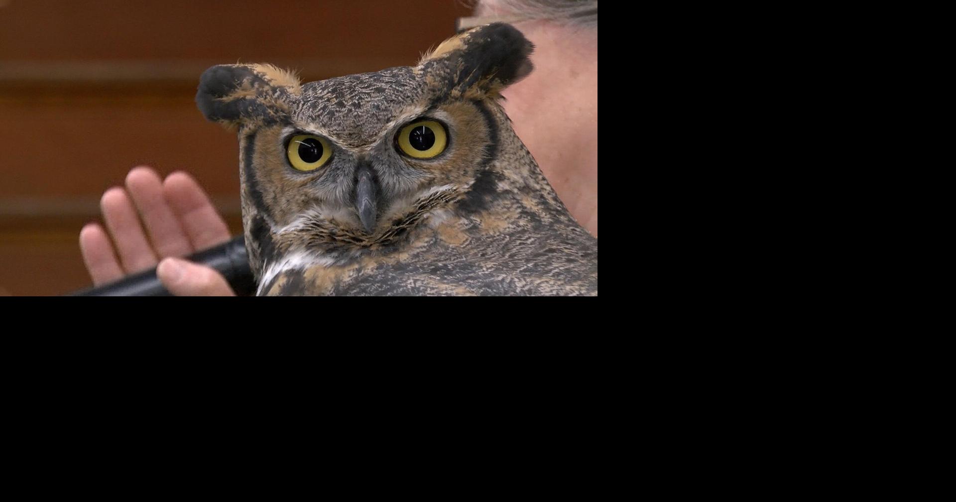 Changes to this year's International Festival of Owls | News | wxow.com
