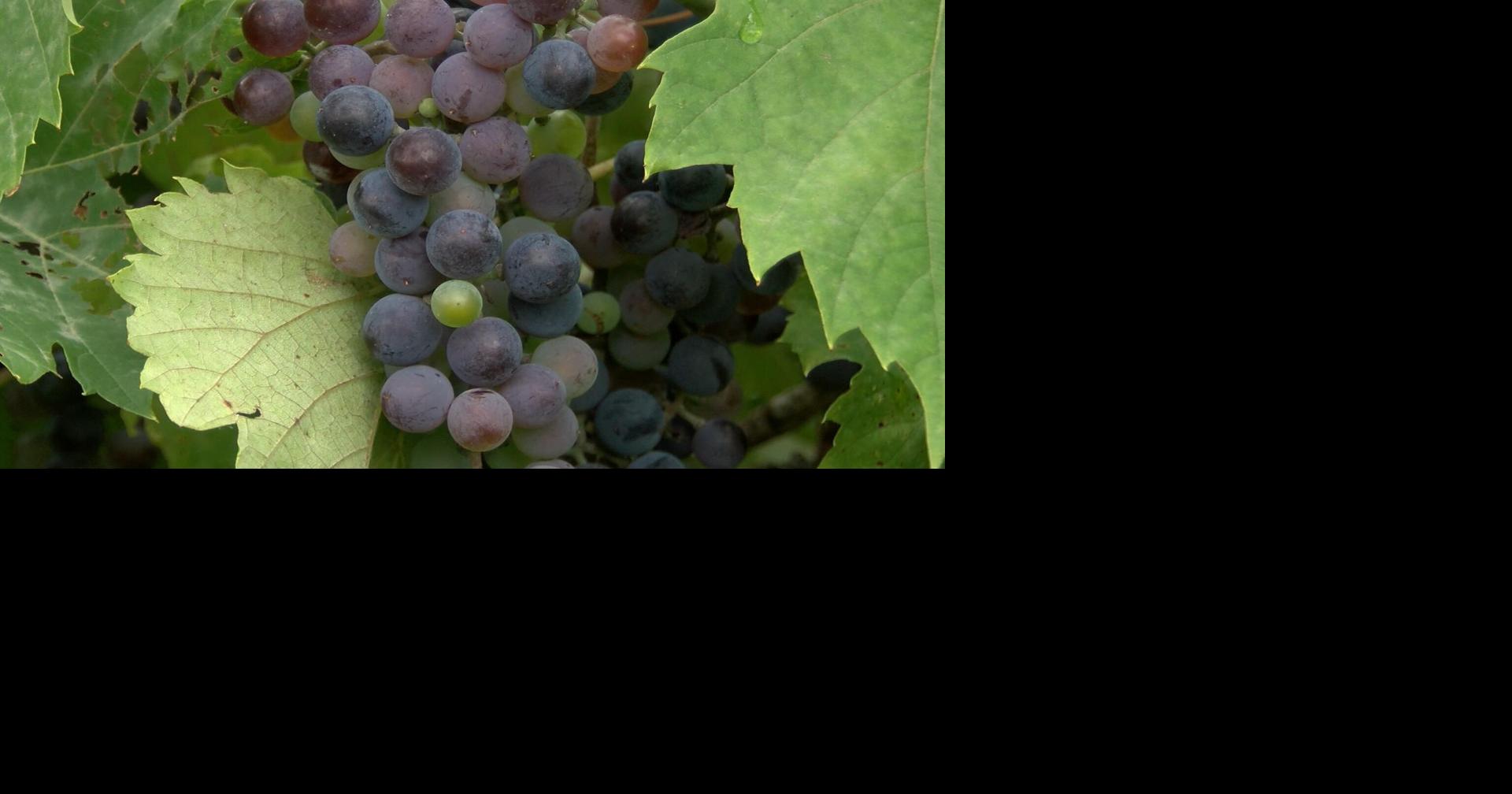 Cold climate grapes and wineries looking for a bright future in ...