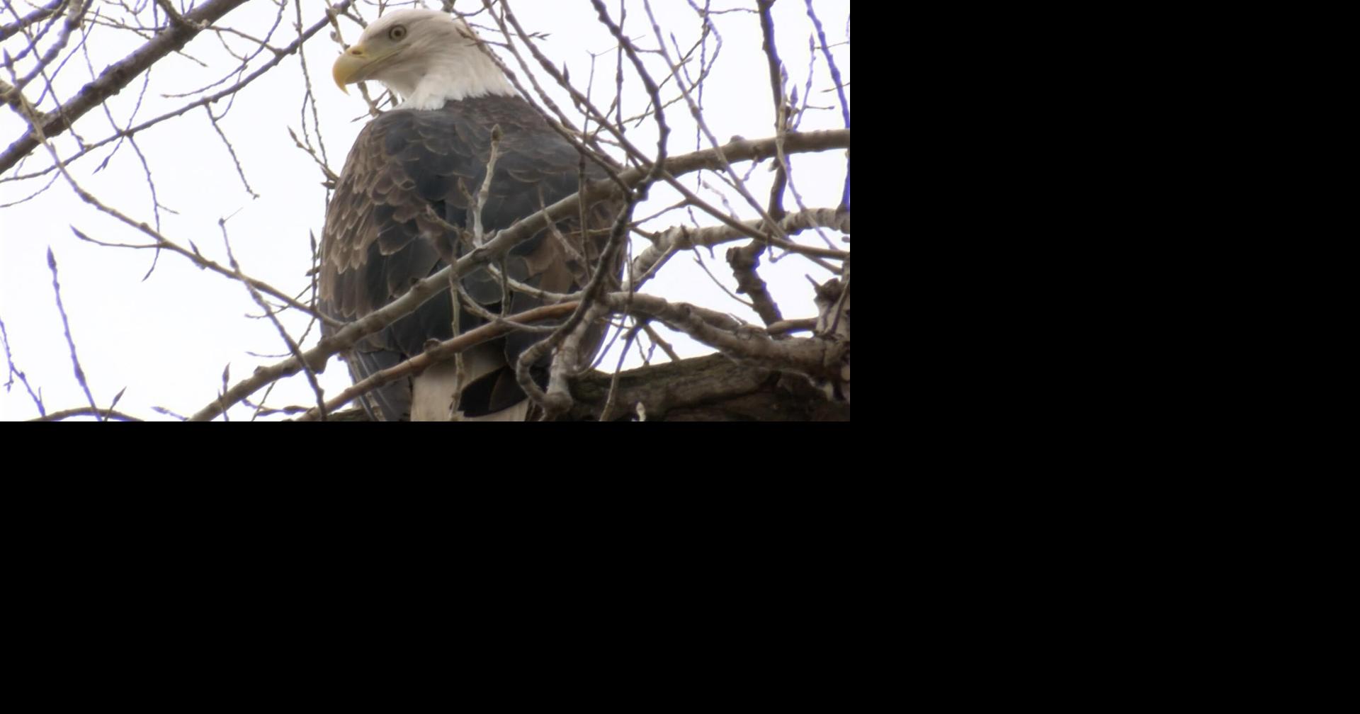 Fireworks and wildlife don’t mix | Outdoors | wxow.com