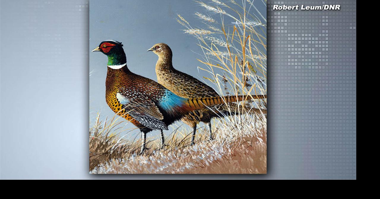 Holmen artist has two designs chosen for Wisconsin DNR hunting stamps ...