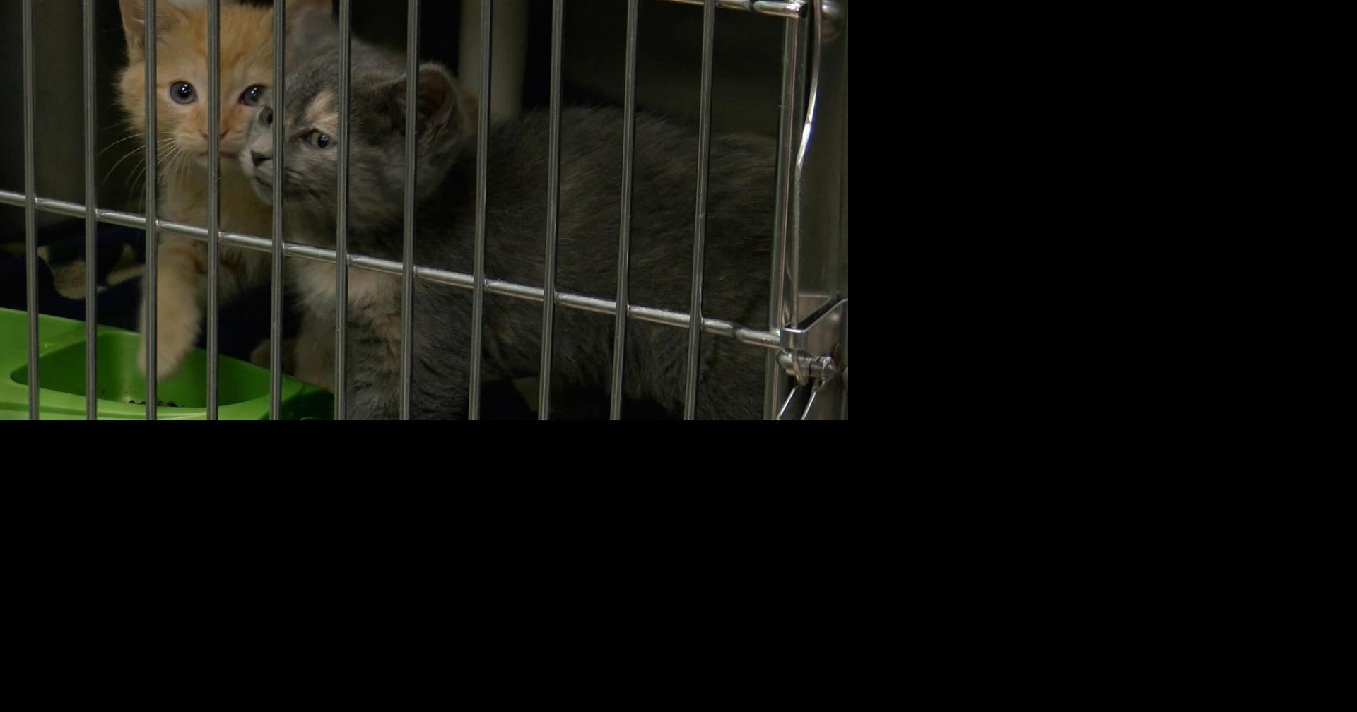 Local animal humane rescues take part in effort to clear shelters ...