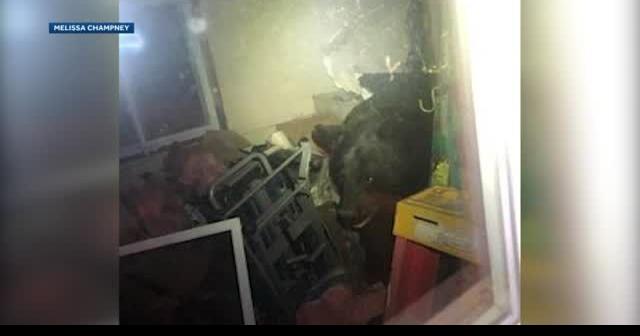 Bear trapped in family's mudroom | Video | wxow.com