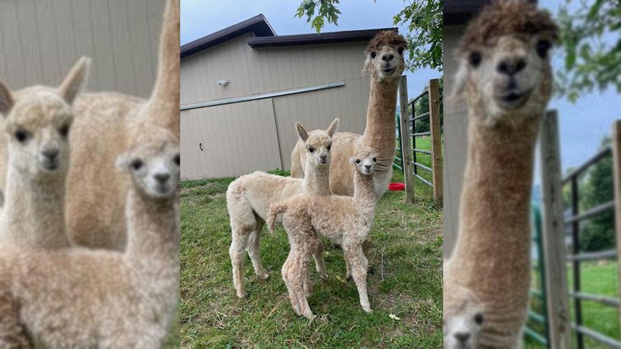 Alpacas, mini horses coming to Rotary Club of La Crosse-After Hours breakfast | Wake Up ...