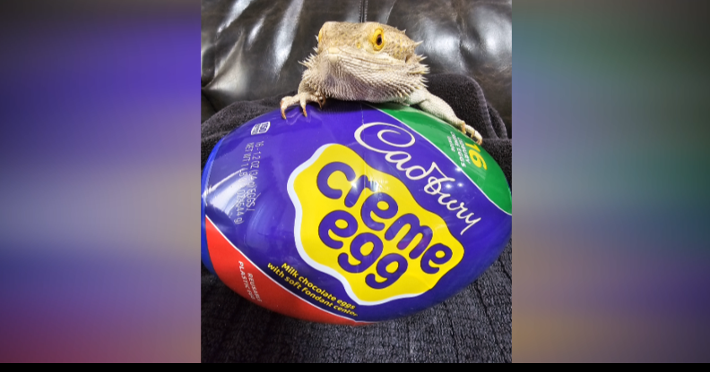 Area rescue in the running for to be the Cadbury Bunny | Top Stories | wxow.com