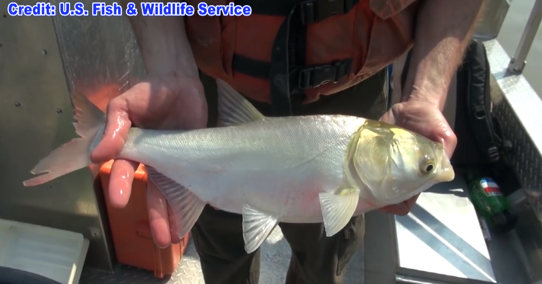 Discussions grow in Minnesota over increasing invasive carp | News ...