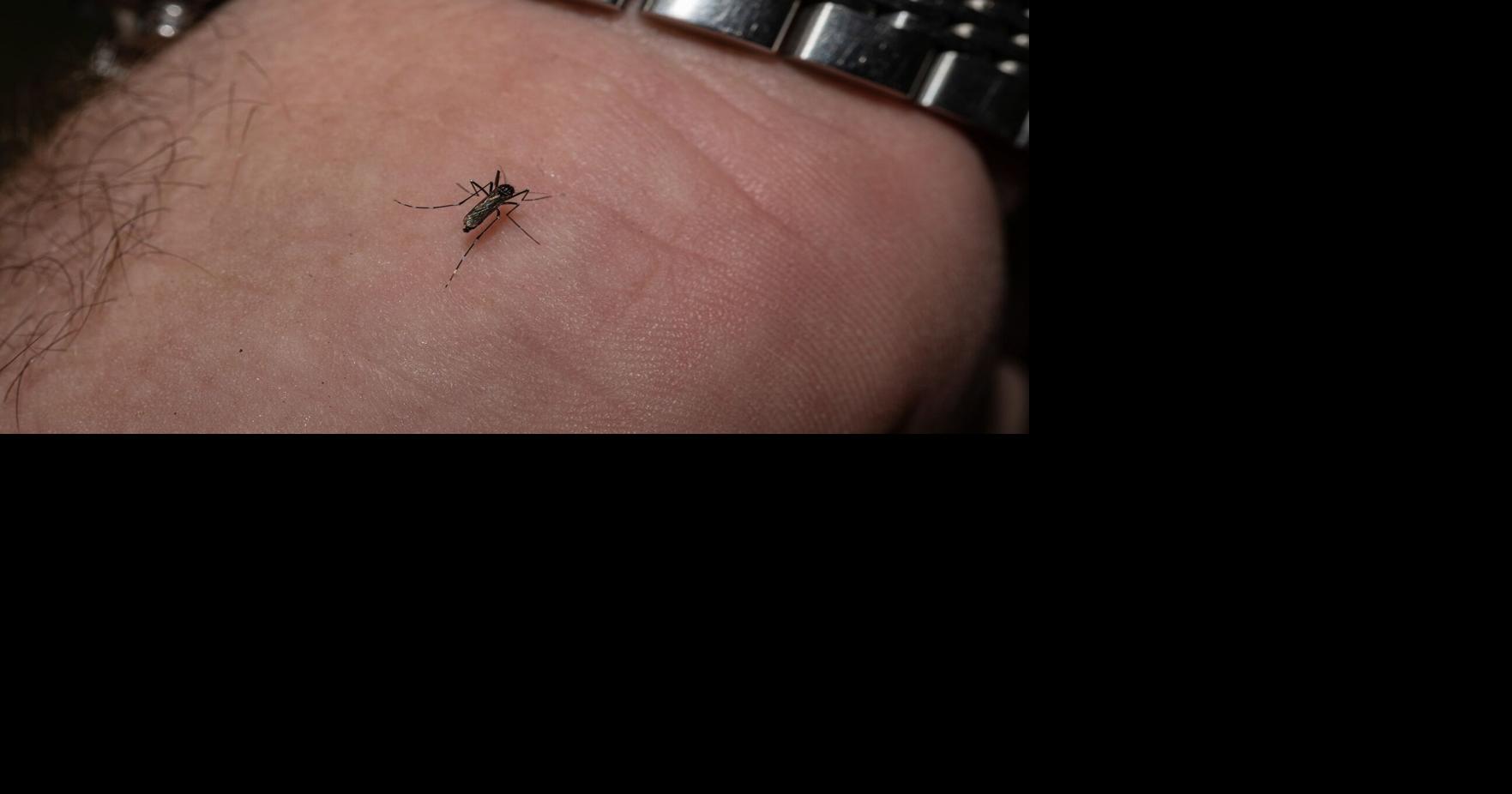 What to know about West Nile virus, the illness that sickened Dr ...