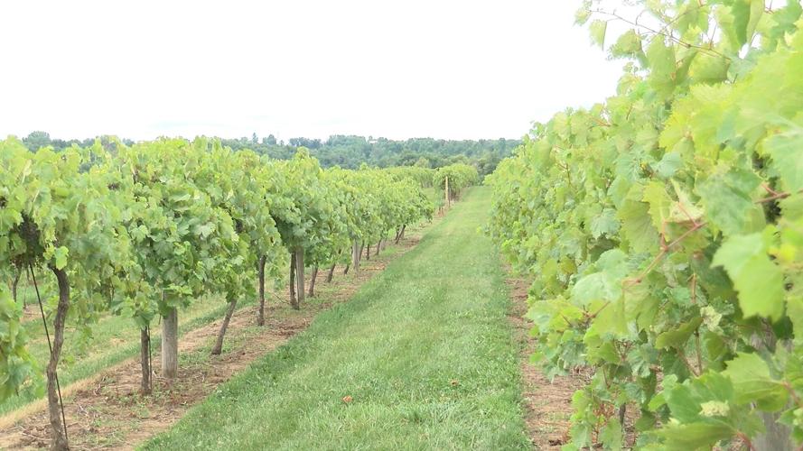 Cold climate grapes and wineries looking for a bright future in ...