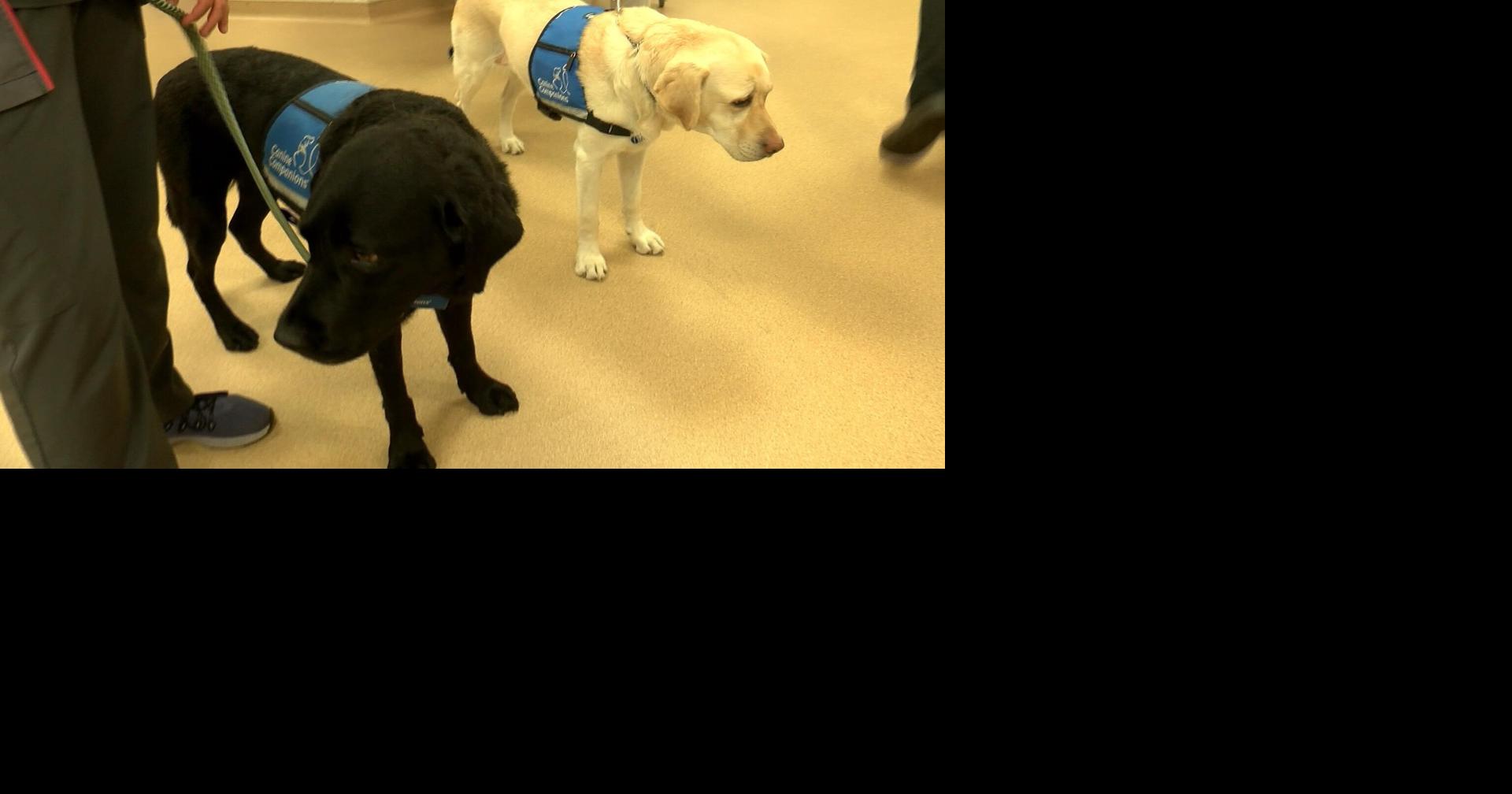 Meet Luca & Luna, Mayo Clinic Health System facility dogs | News | wxow.com