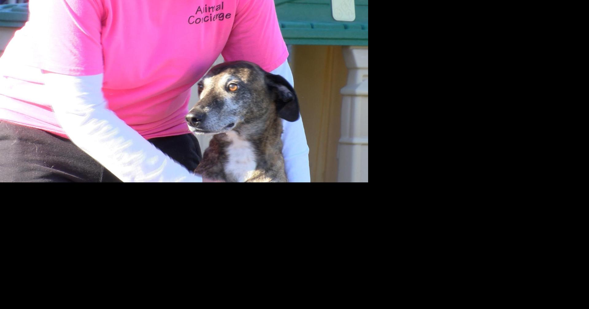 'Fun Fur Pets' celebrates 10 years | Top Stories | wxow.com