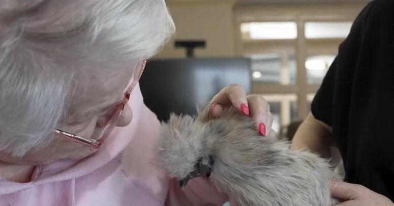 Therapy chickens bring joy to those who need it the most | Health ...