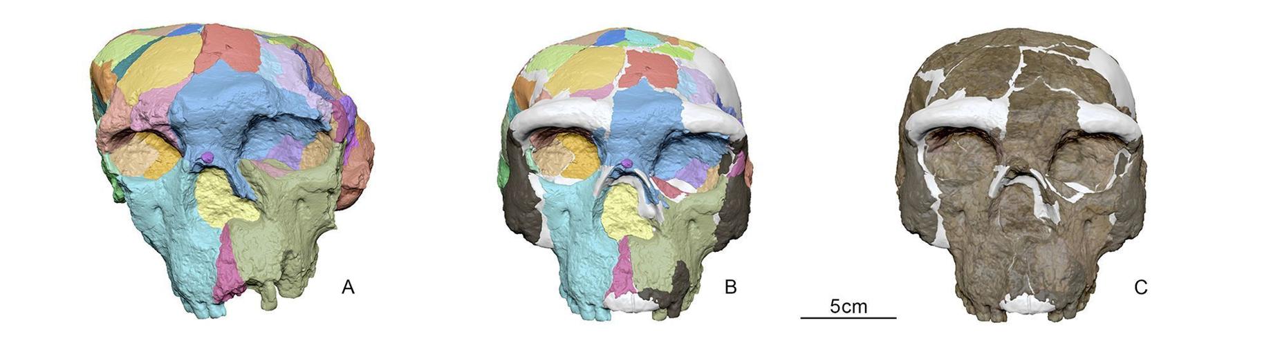 human skulls evolution