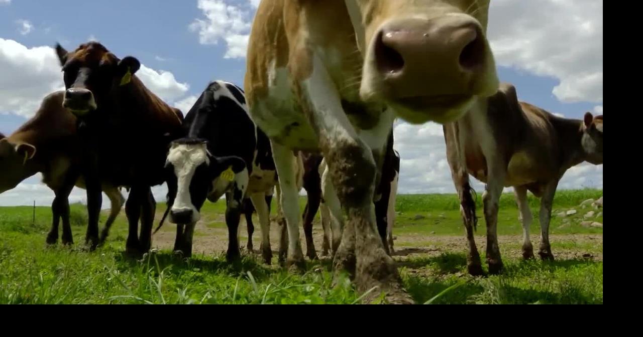 Barron County cows stop car chase | Crime and Courts | wxow.com