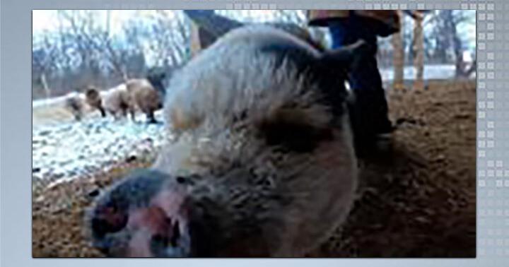 Pet pigs dumped and neglected, North Cape farmer worries it will ...