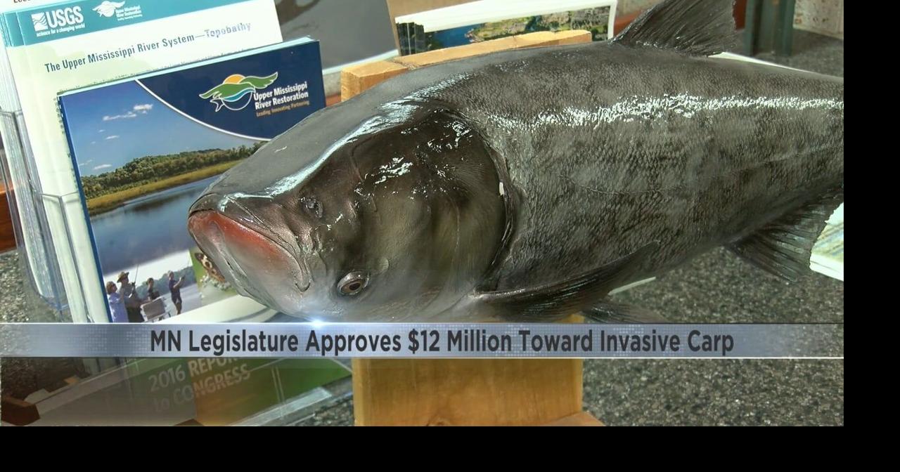 Carp deterrents look to combat invasive Carp | Video | wxow.com