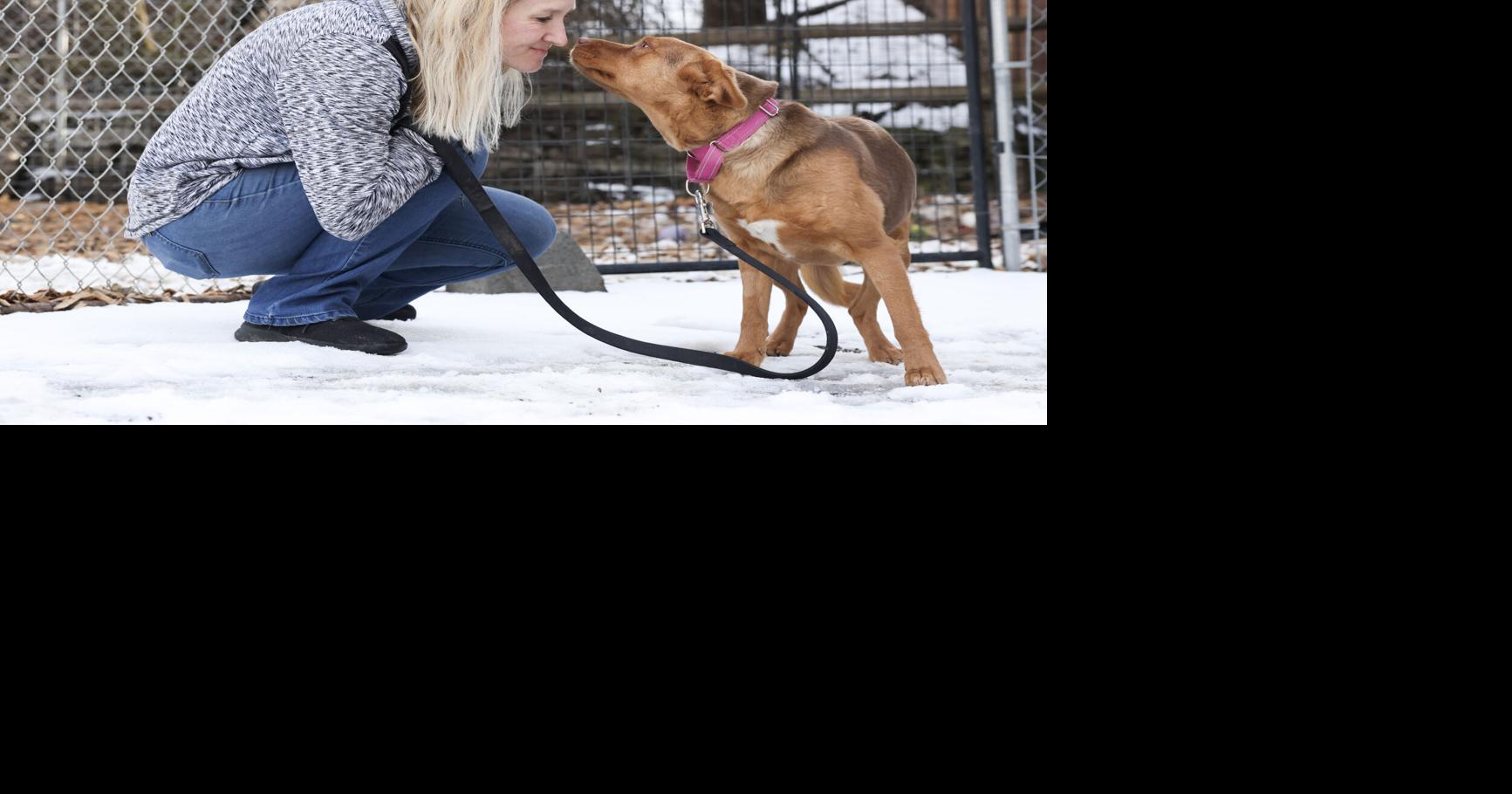Local officials all ears on solutions to solve stray animal problem in ...
