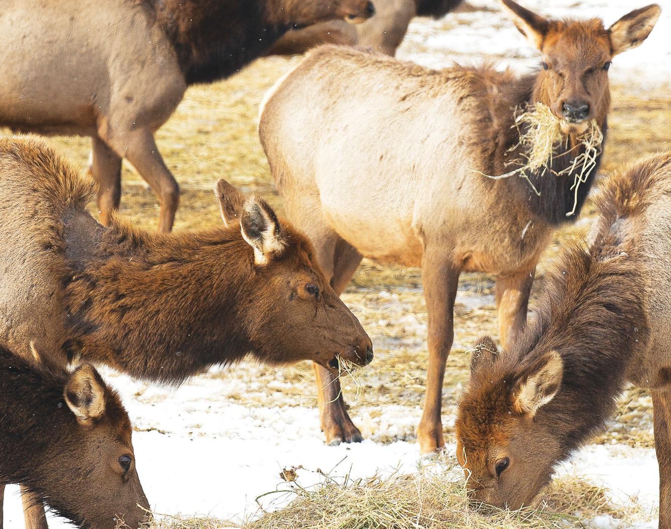 Winter’s hay days: Elk return to Oak Creek feeding station | Local ...