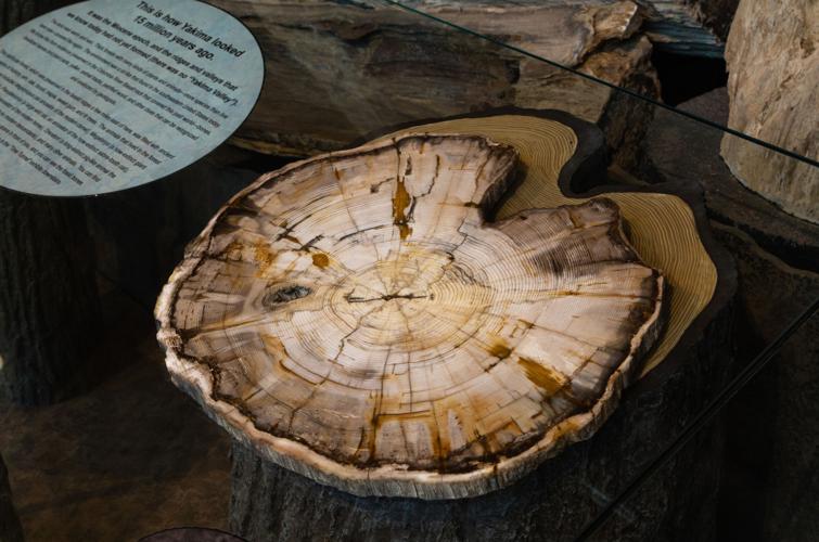 It Happened Here: Petrified forest discovered in Yakima Valley | Local ...