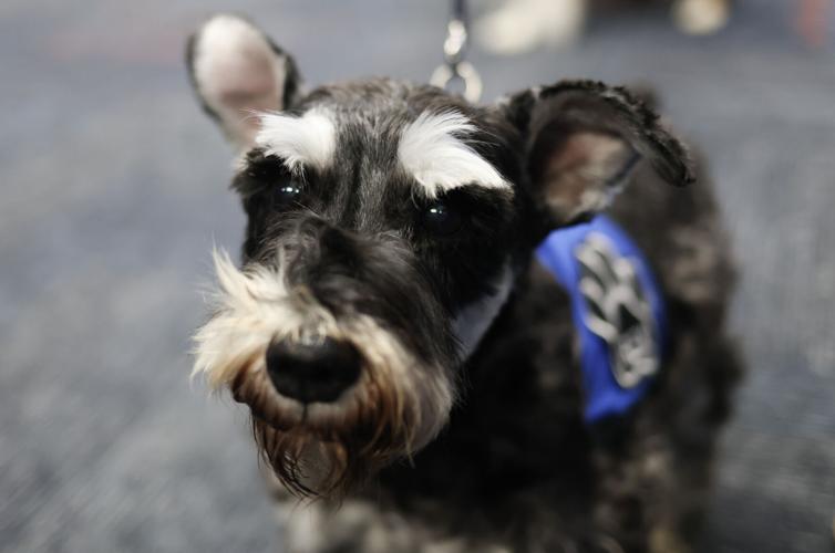 Dogs help give kids reading confidence at Selah library | Explore ...