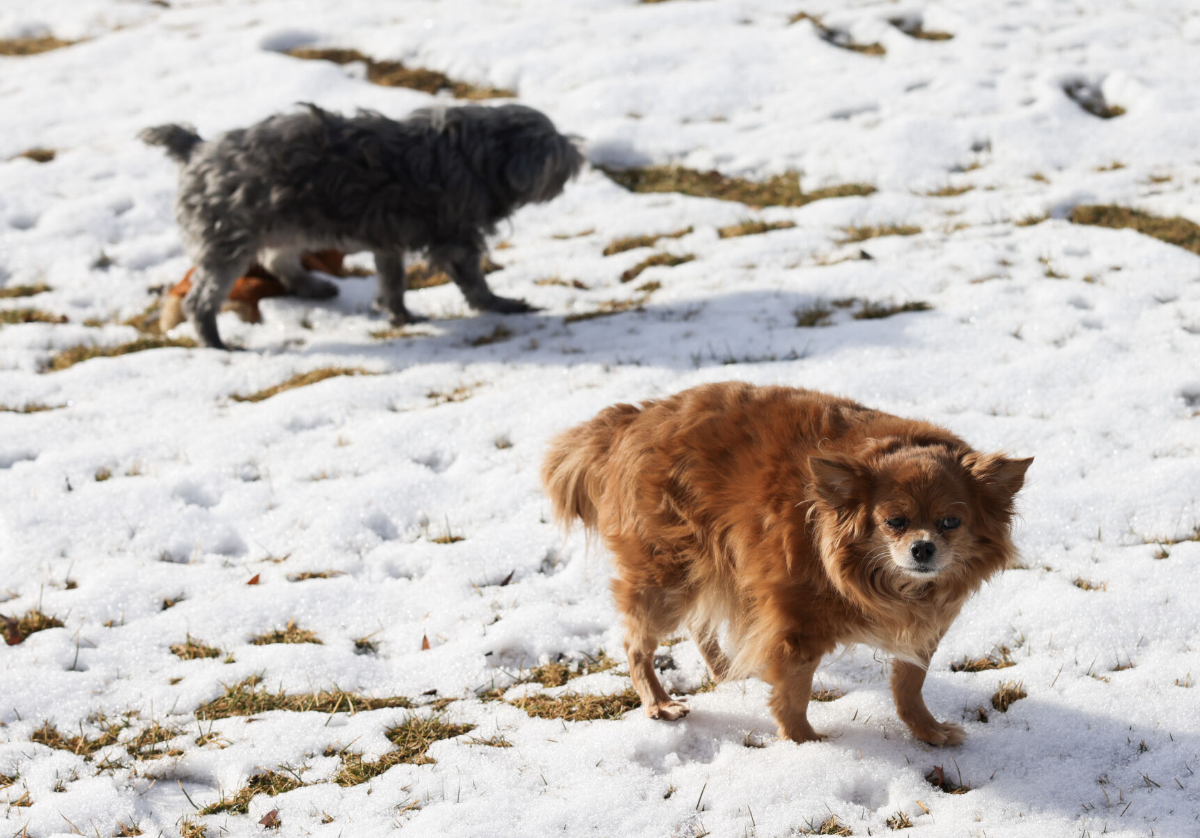 Local officials all ears on solutions to solve stray animal problem in ...
