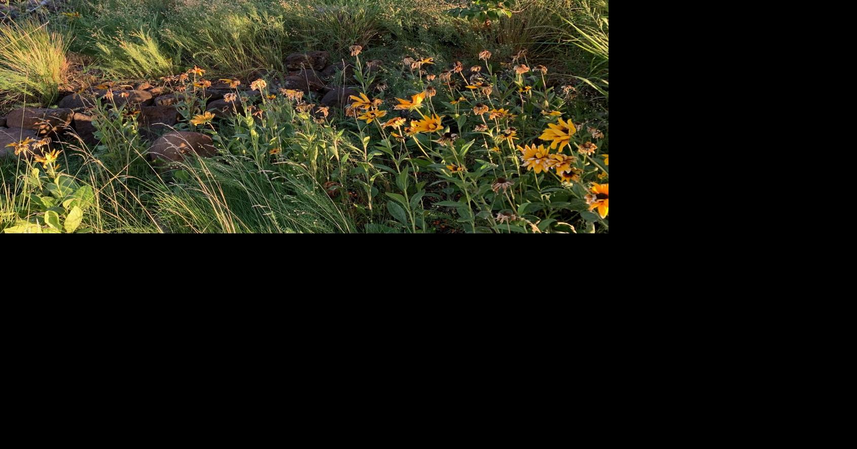 Yakima County Master Gardeners: Debra Kroon's exuberantly chaotic ...
