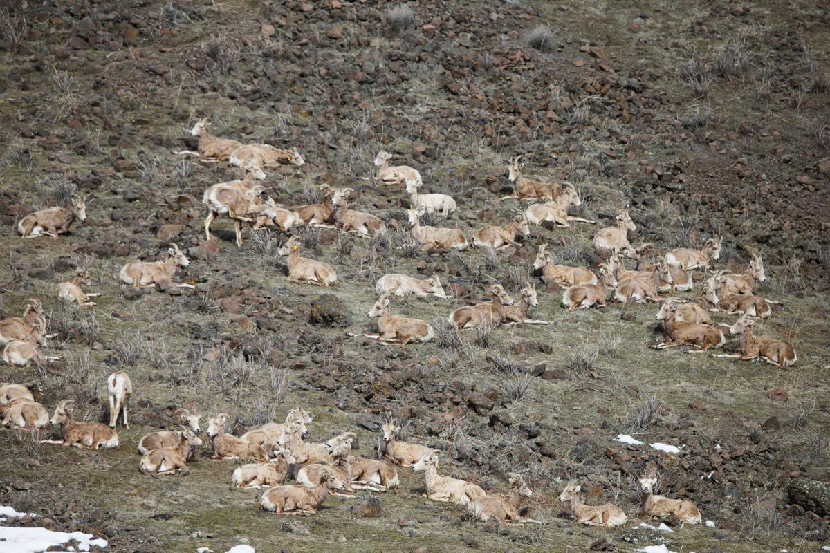 Harsh winter takes toll on Washington state wildlife | Local ...