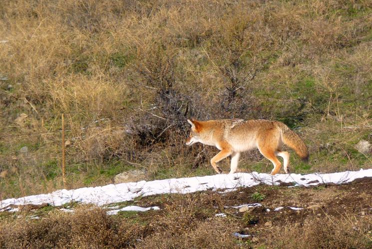 Living among coyotes in the Yakima Valley | Local | yakimaherald.com