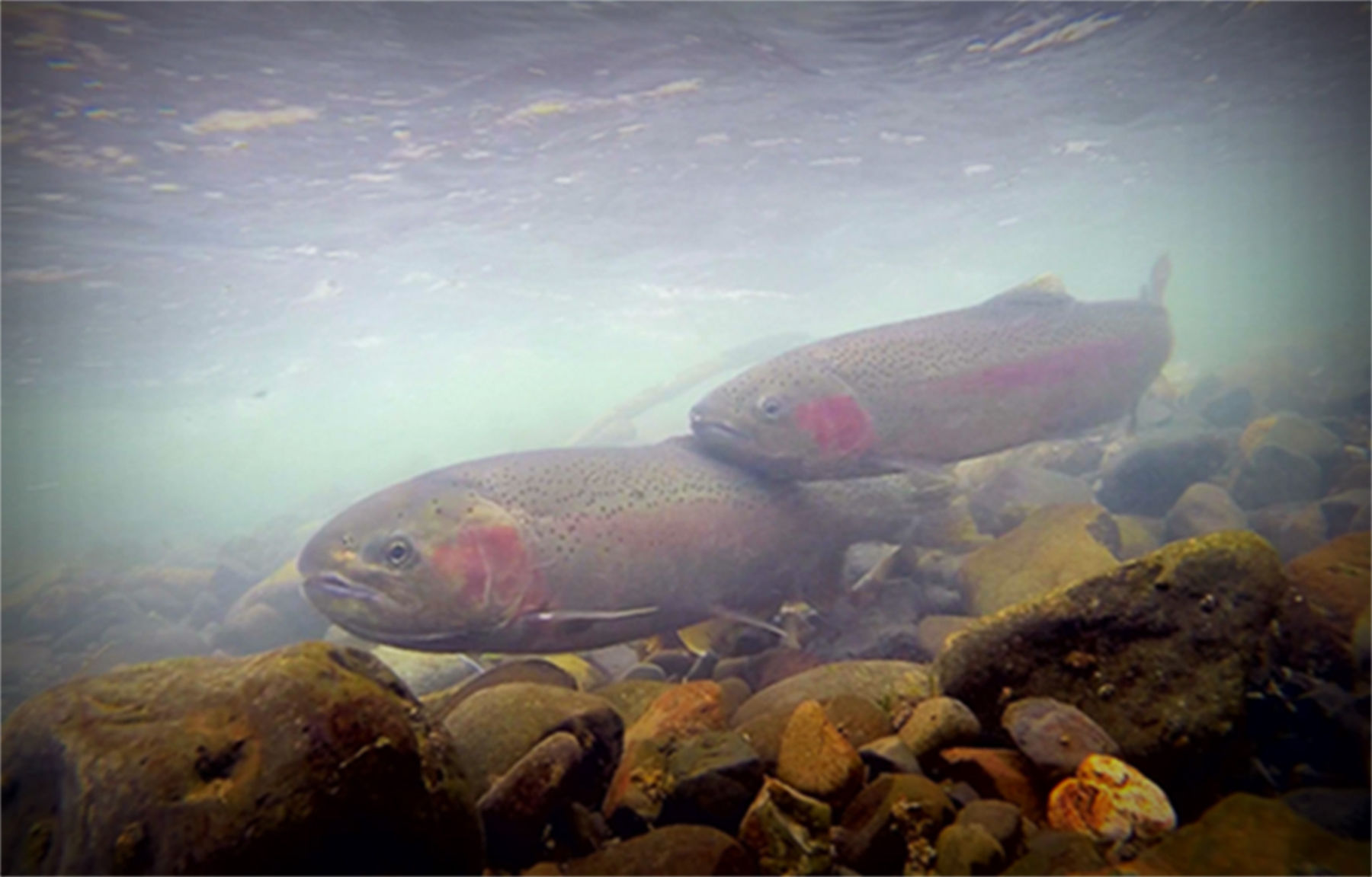 Washington will close hatchery that produces thousands of steelhead ...