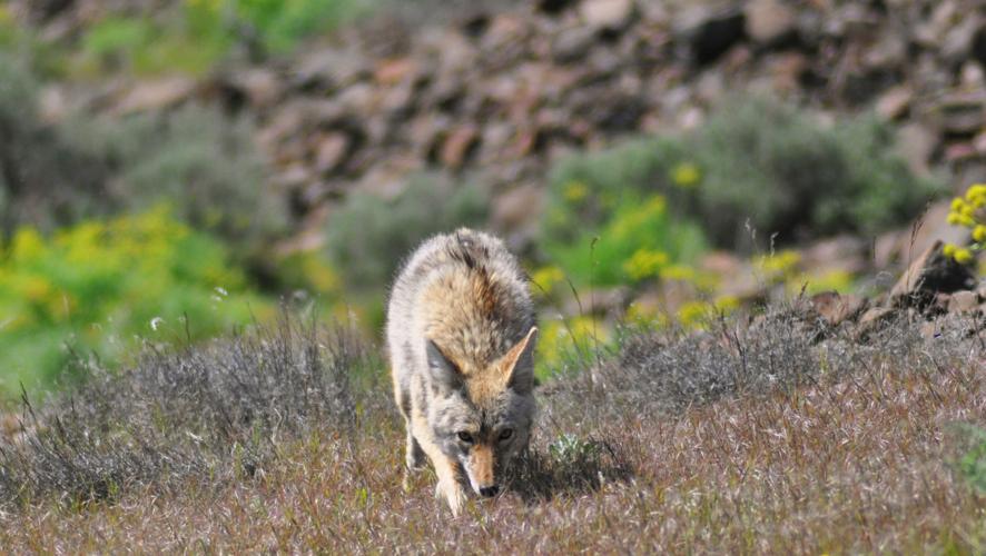 Living among coyotes in the Yakima Valley | Local | yakimaherald.com