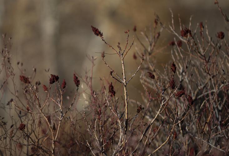 Photos: Fall foliage in Yakima County | Photos and Videos ...