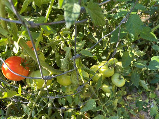 Barany In the Garden: Every which way but ripe... loads of green ...