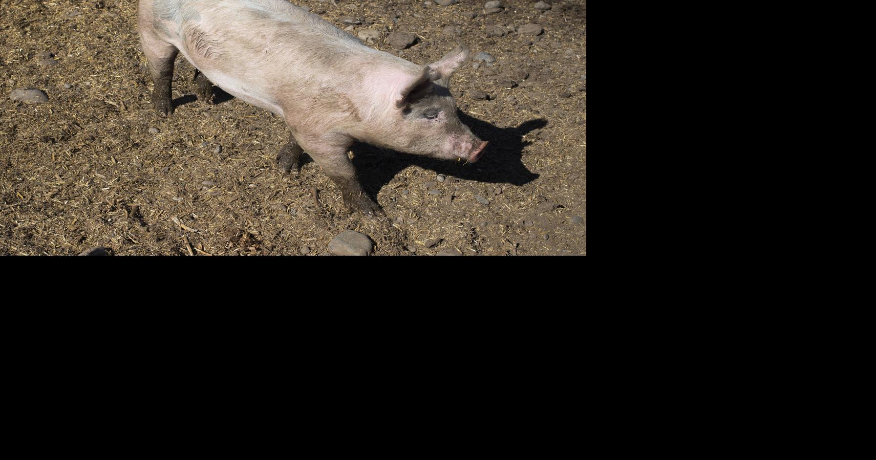 74th annual Central Washington Junior Livestock Show starts Sunday in ...