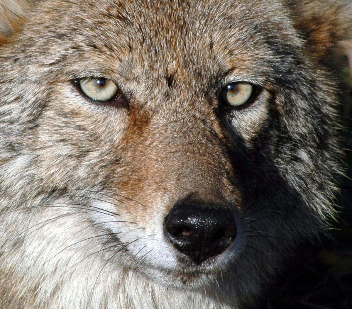 Living among coyotes in the Yakima Valley | Local | yakimaherald.com