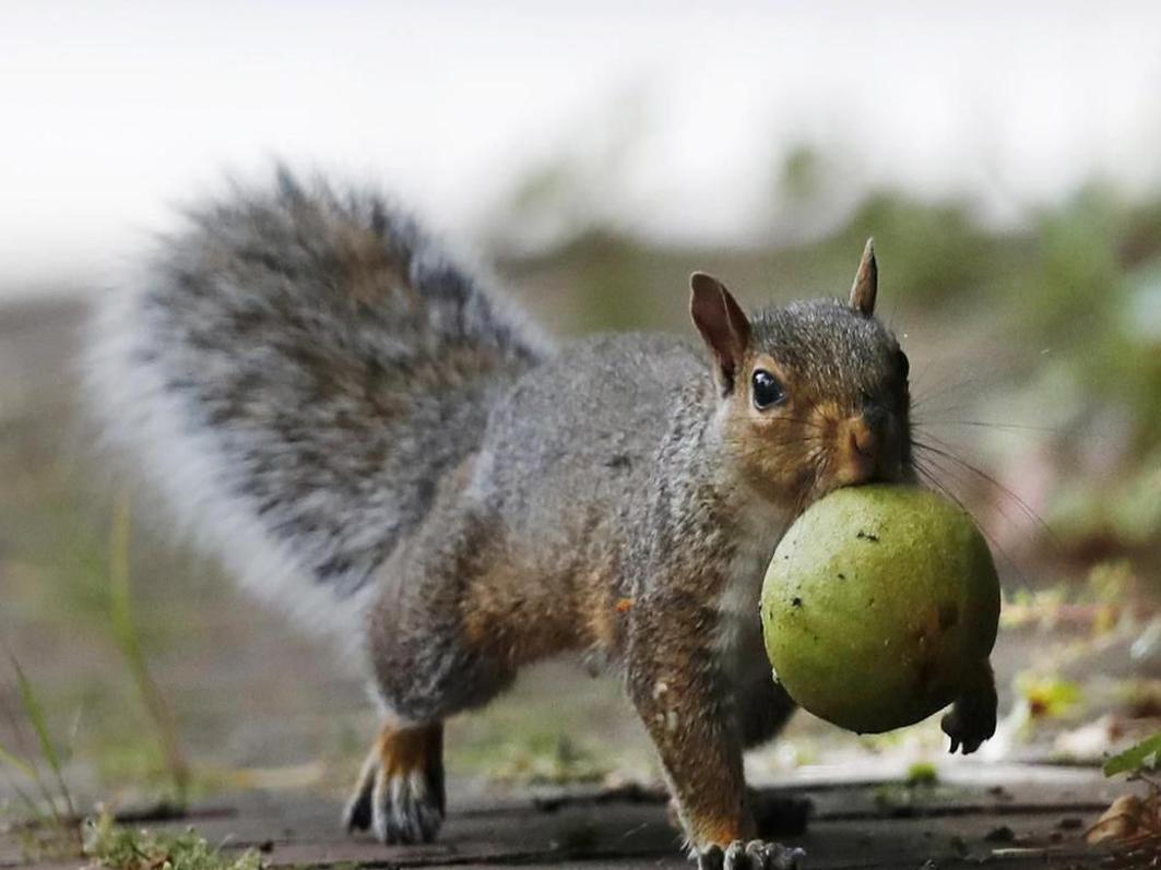 why don't squirrels get electrocuted