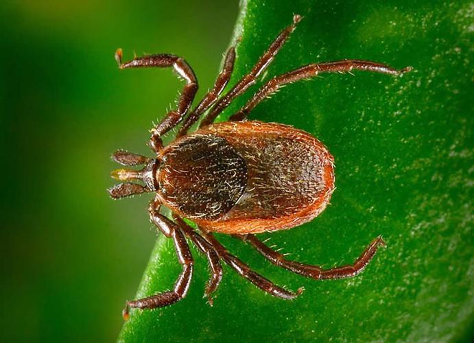 WA man hospitalized with tick-borne disease. Here’s how to keep ...