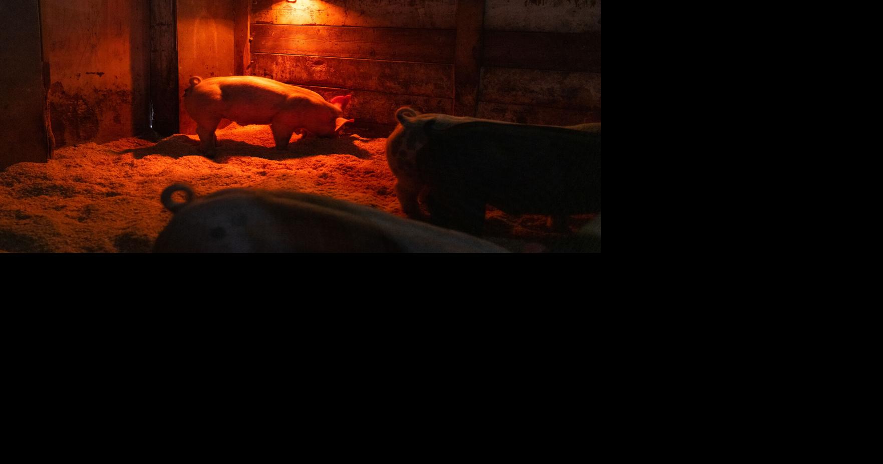 PHOTOS: White Swan FFA receives grant to help raise pigs | News Photos ...