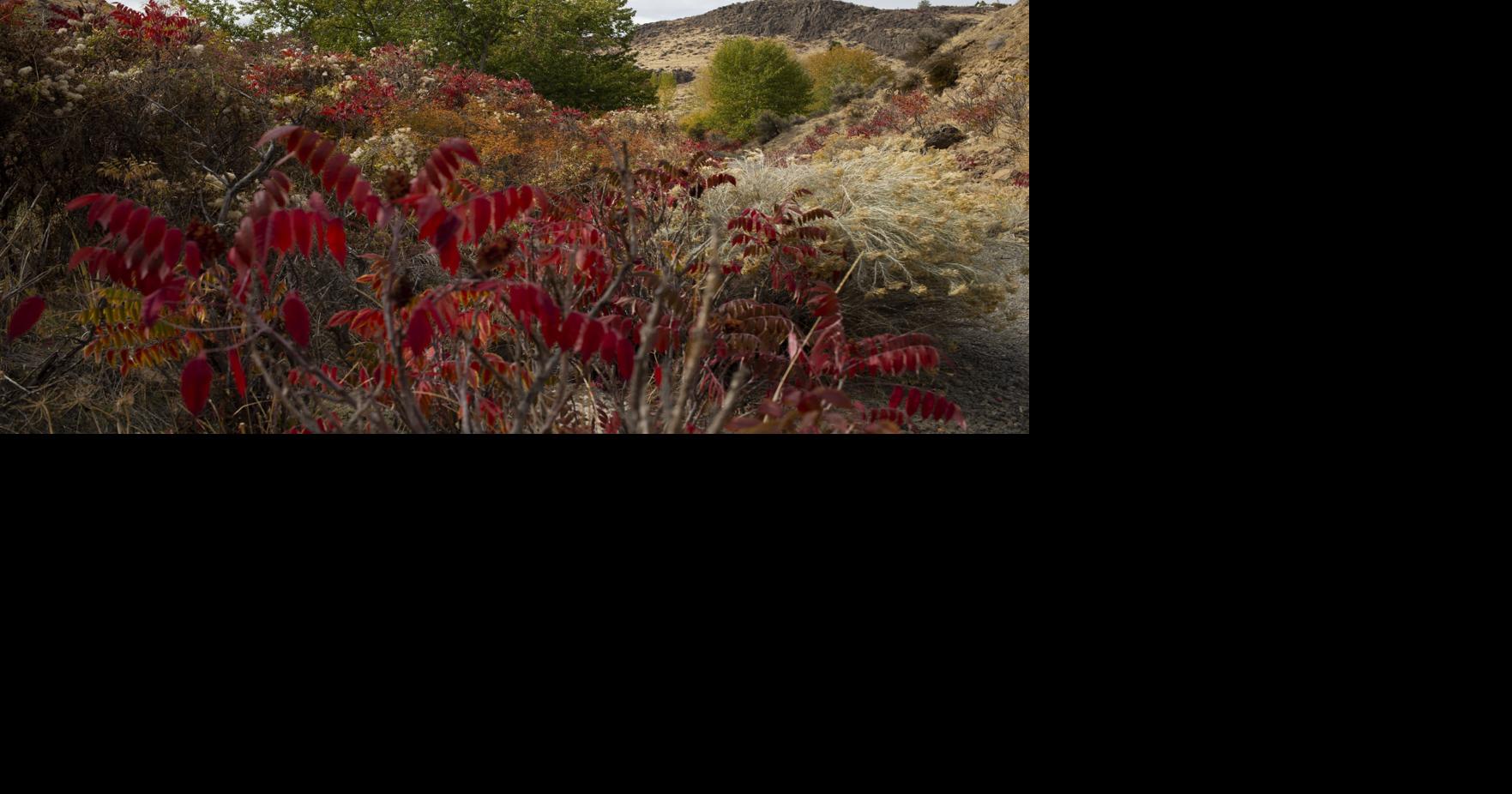Five walks and one drive to enjoy fall colors in the Yakima-Ellensburg ...