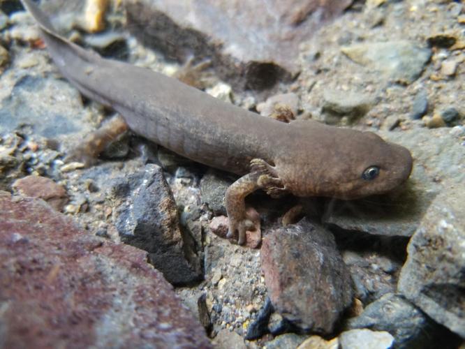 Wandering Central Washington: The elusive coastal giant salamander ...