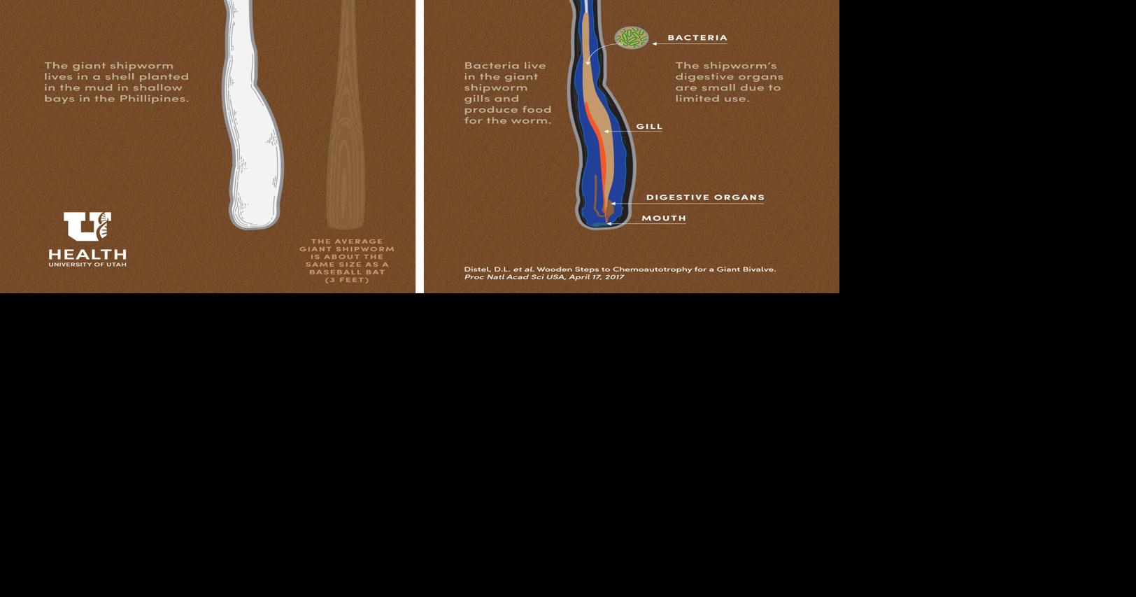 Scientists find giant, elusive clam known as 'the unicorn of mollusks ...