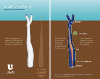 shipworm clam