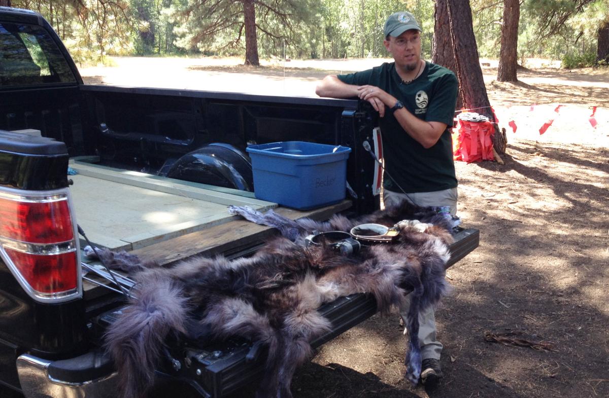 A tenuous balance between Teanaway ranchers and wolves | Outdoors and ...