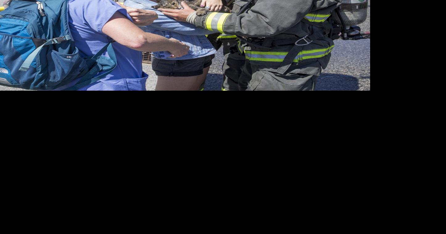 “That cat has like 50 lives”; Firefighter's first aid saves cat from ...