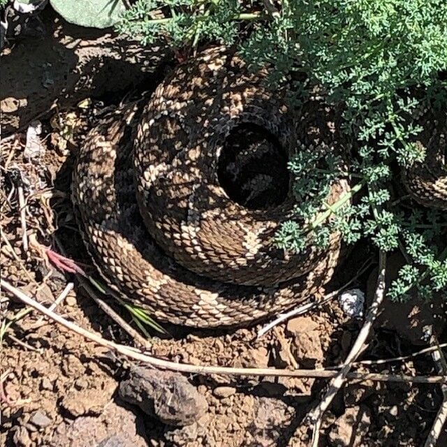 11 rattlesnake bites reported in Washington already | Northwest ...