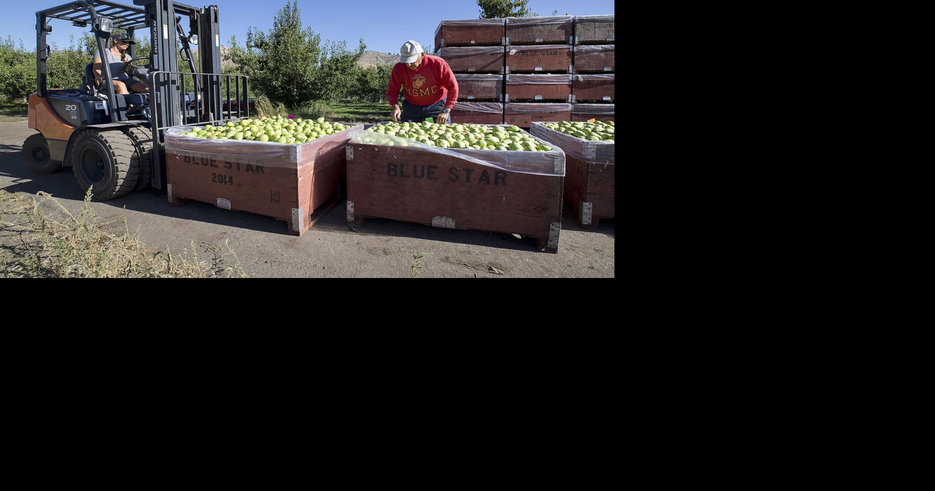 Slightly larger fresh pear crop is on the way | Local | yakimaherald.com